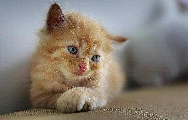 如何使用 Java OpenCV 库写入图像? | W3Schools 中文网